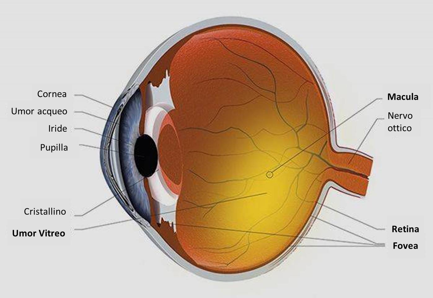 Pupille dilatate (midriasi) o piccole (miosi): Leggi qui! - Blog di ...