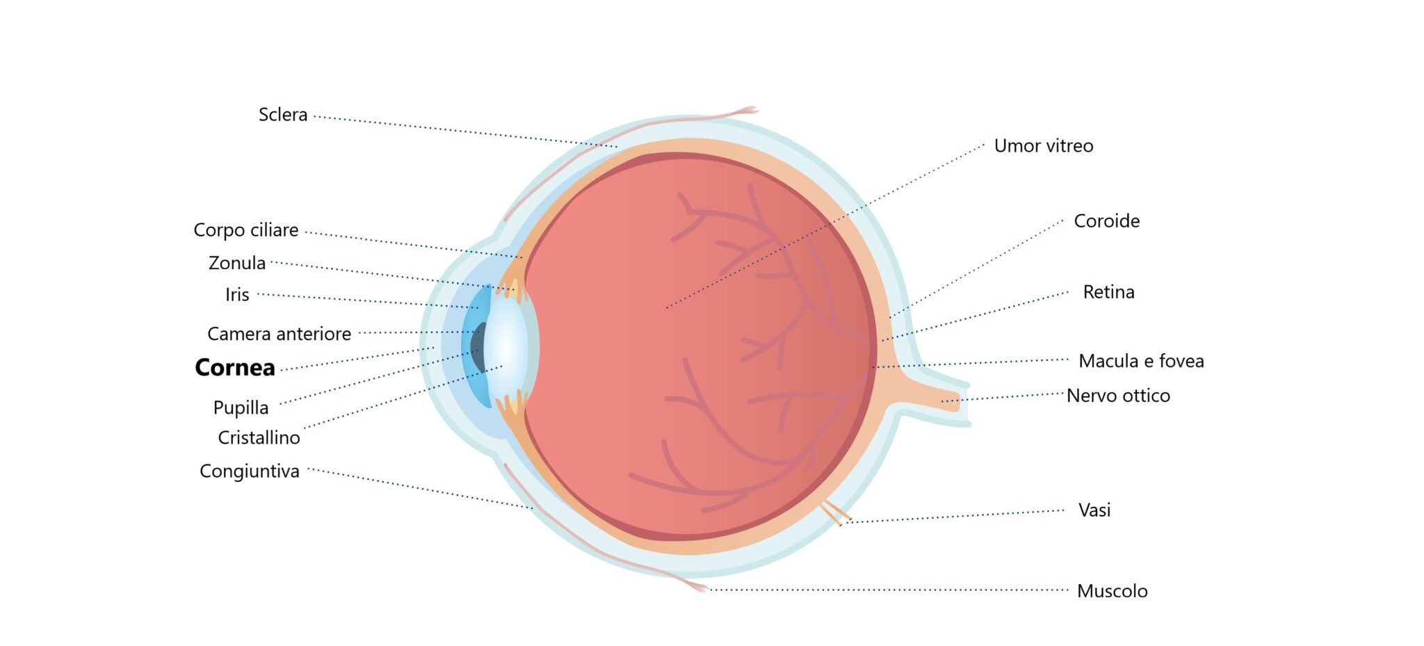 Lesione alla cornea: cause e trattamento - Blog di Clinica Baviera Italia